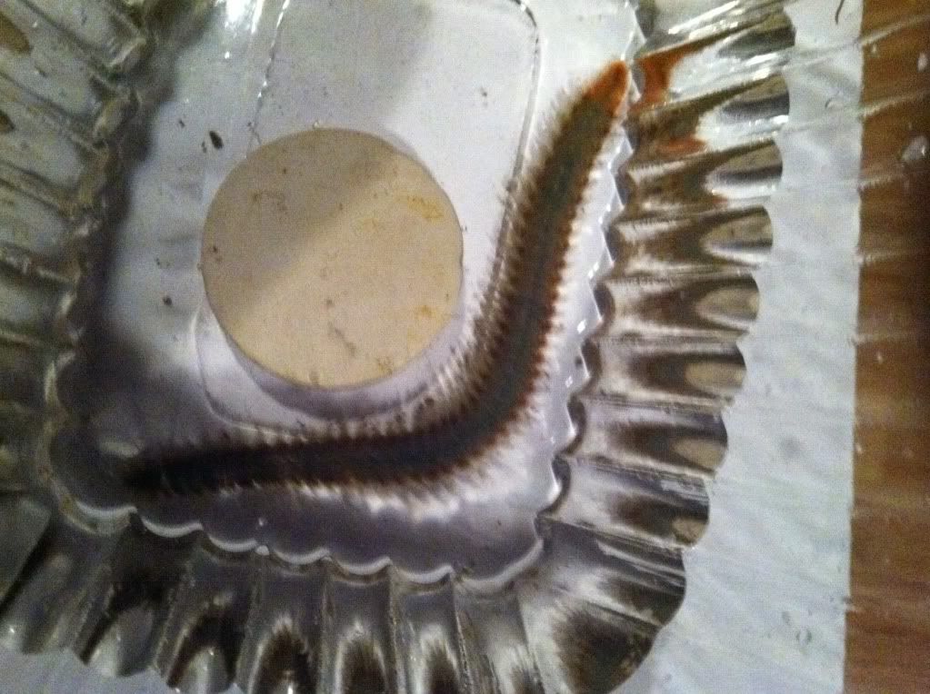 fireworm OUCH!!! | Reef2Reef