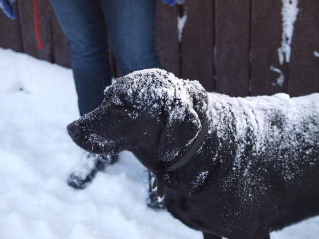 Man's best friend - Post yours please... | Page 2 | DPReview Forums