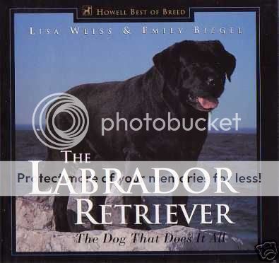 Labrador Conformation | RetrieverTraining.Net - the RTF