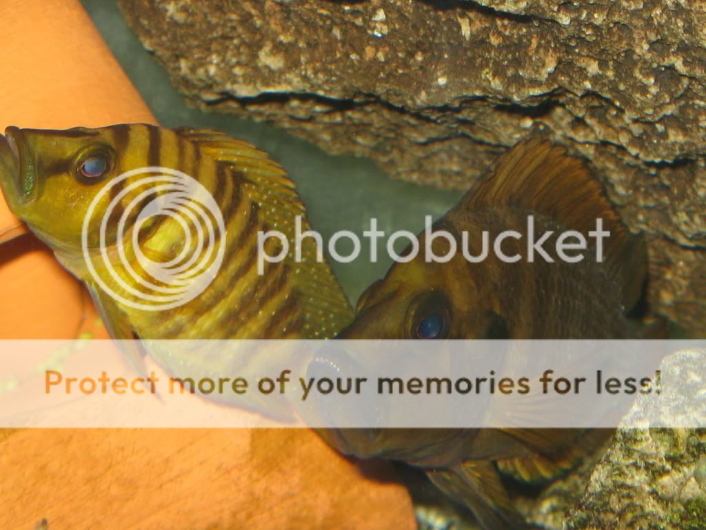 Altolamprologus compressiceps | Cichlid Fish Forum