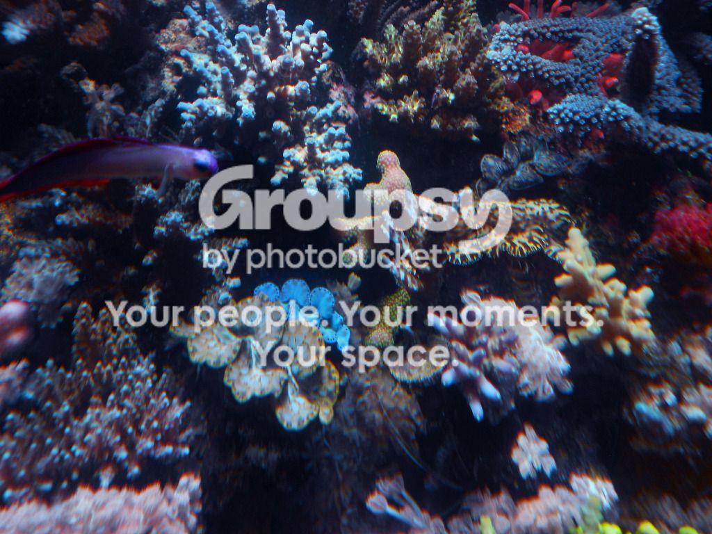Lets see those CLAM photos! Clams that you have, had, or even ...