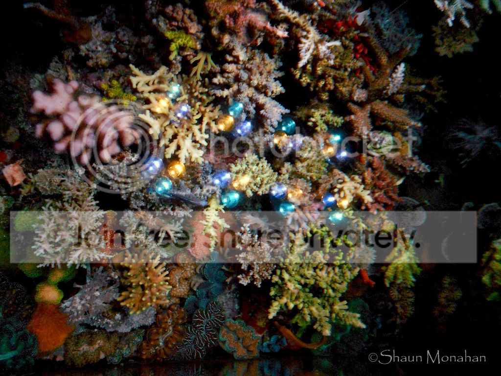 Some clams (top down view) - Reef Central Online Community