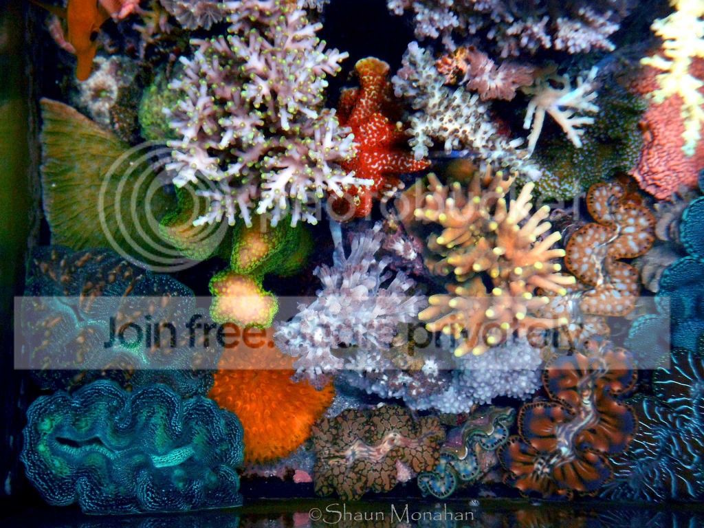 Some clams (top down view) - Reef Central Online Community