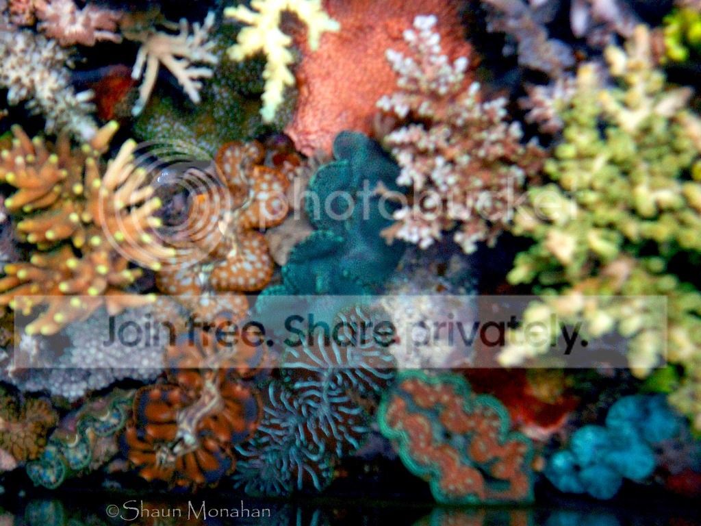 Some clams (top down view) - Reef Central Online Community