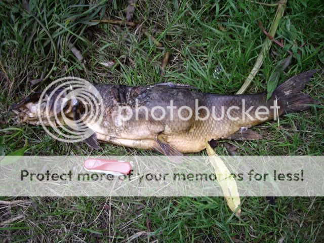 2011 fish pic thread | Page 9 | BladeForums.com