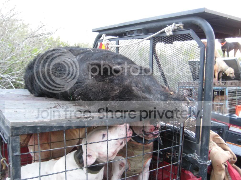 Hog Hunting South Texas (CAUTION DEAD HOGS) | CattleToday.com - Cattle ...