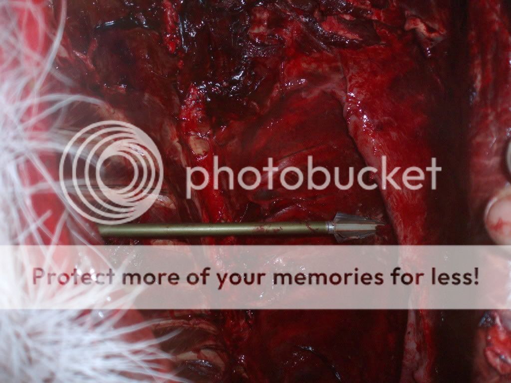 Show me proof of "NO KILL" zone | Page 6 | Archery Talk Forum