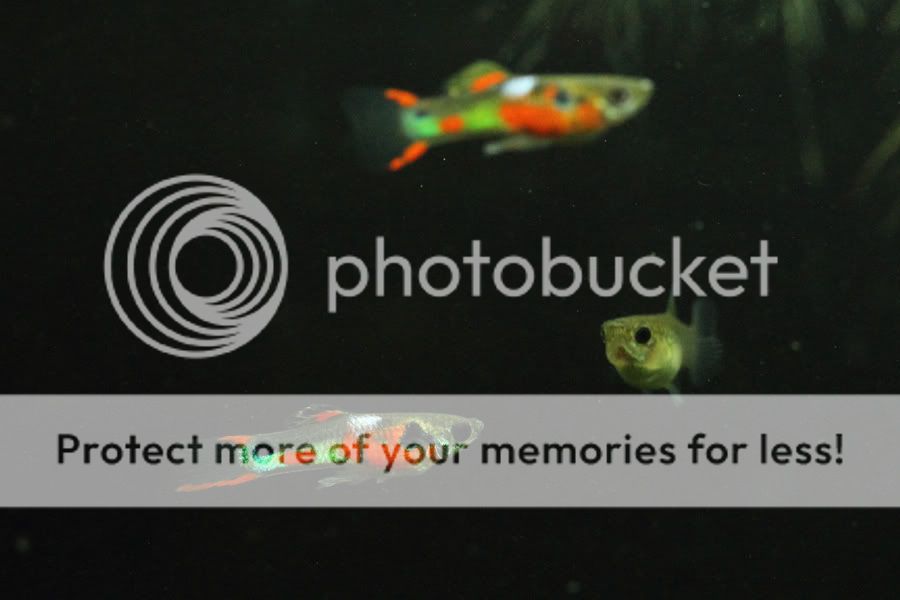 Endler Breeders | British Columbia Aquarium Forums