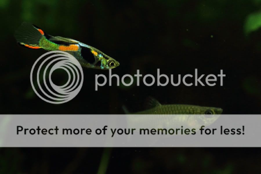 Endler Breeders | British Columbia Aquarium Forums