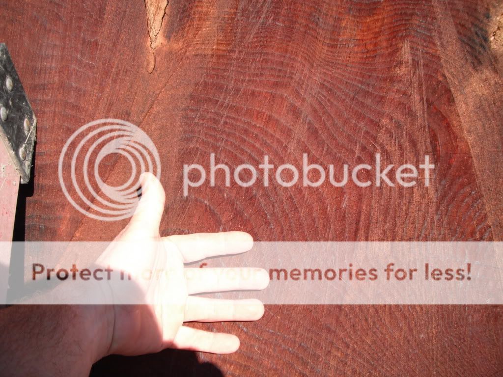 Big redwood check it out | Arboristsite.com