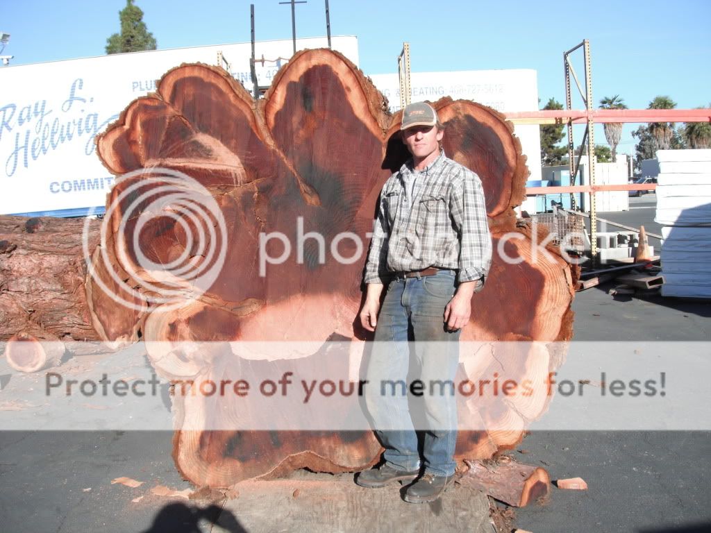 Big redwood check it out | Arboristsite.com