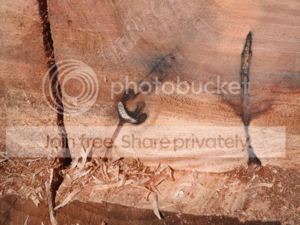 Milling Giant Sequoia Arborist Chainsaw Tree Work Forum