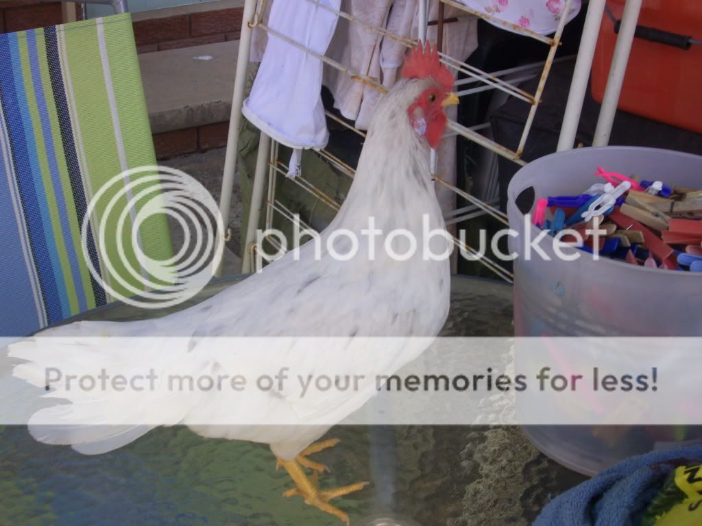 Leghorn Contest Ends Dec 31 All Varieties May Enter | Page 2 | BackYard ...