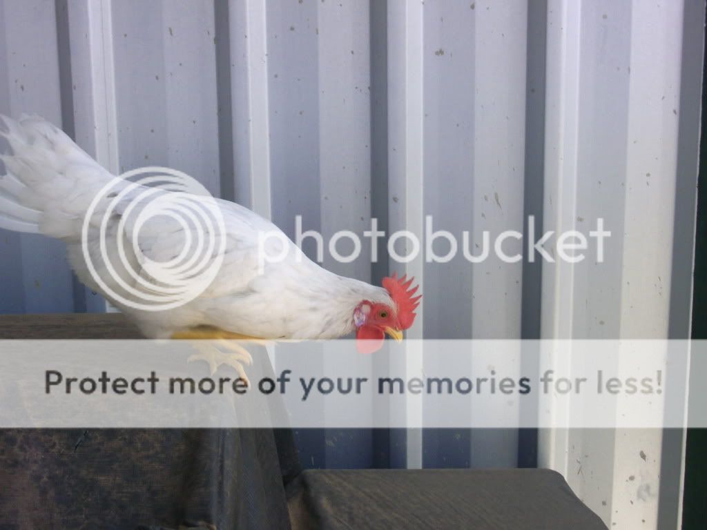 Leghorn Contest Ends Dec 31 All Varieties May Enter | Page 2 | BackYard ...