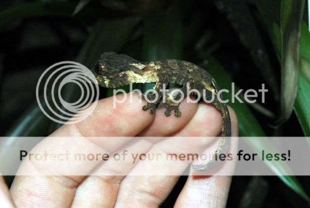 Rare geckos for sale, North Wales | Reptile Forums