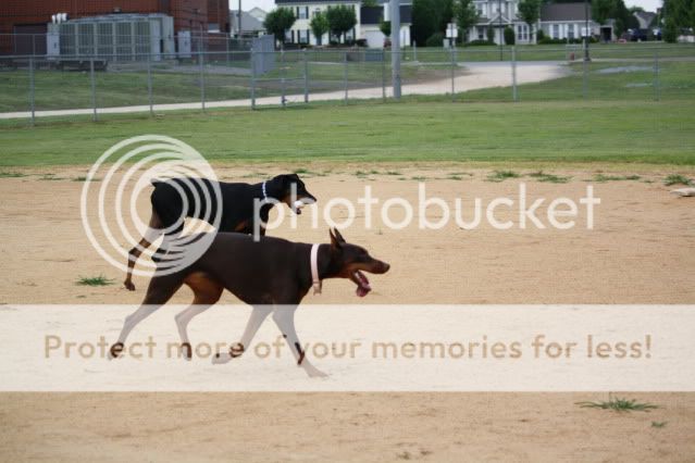 Is your dog overweight? | Doberman Forum : Doberman Breed Dog Forums